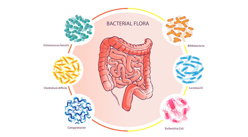 From Biome to BMI: Your Gut, Inside and Out | Biom Probiotics