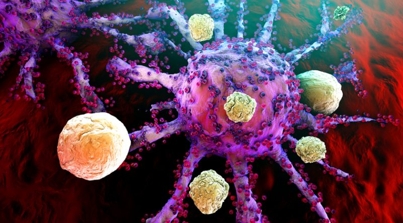 Gut Immune Cells & Microbiome Interaction | Biom Probiotics